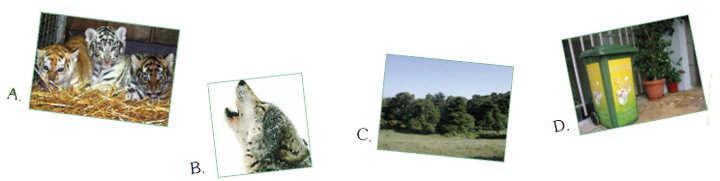 Unit 4 - Ecofriendly - Lesson 1 - Let's go to the zoo!