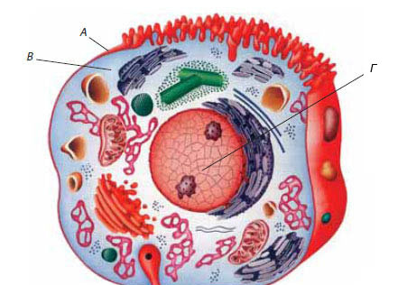 1.2 Κύτταρο: η μονάδα της ζωής