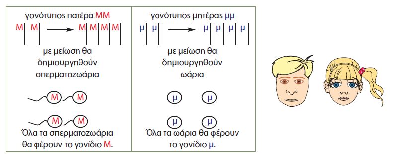 5.5 Κληρονομικότητα