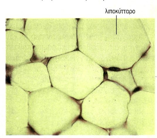 1. ΑΠΟ ΤΟ ΚΥΤΤΑΡΟ ΣΤΟΝ ΟΡΓΑΝΙΣΜΟ