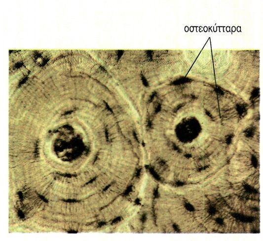 1. ΑΠΟ ΤΟ ΚΥΤΤΑΡΟ ΣΤΟΝ ΟΡΓΑΝΙΣΜΟ