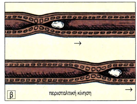 2. ΠΕΠΤΙΚΟ ΣΥΣΤΗΜΑ