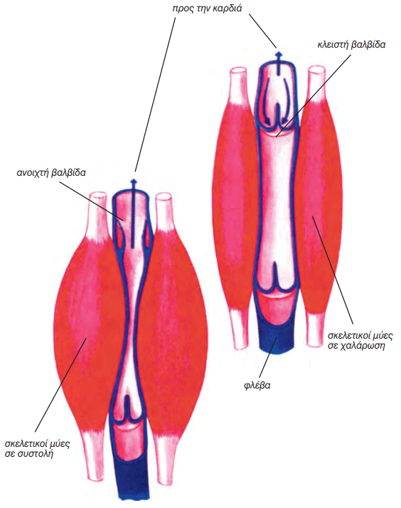 3. ΚΥΚΛΟΦΟΡΙΚΟ ΣΥΣΤΗΜΑ
