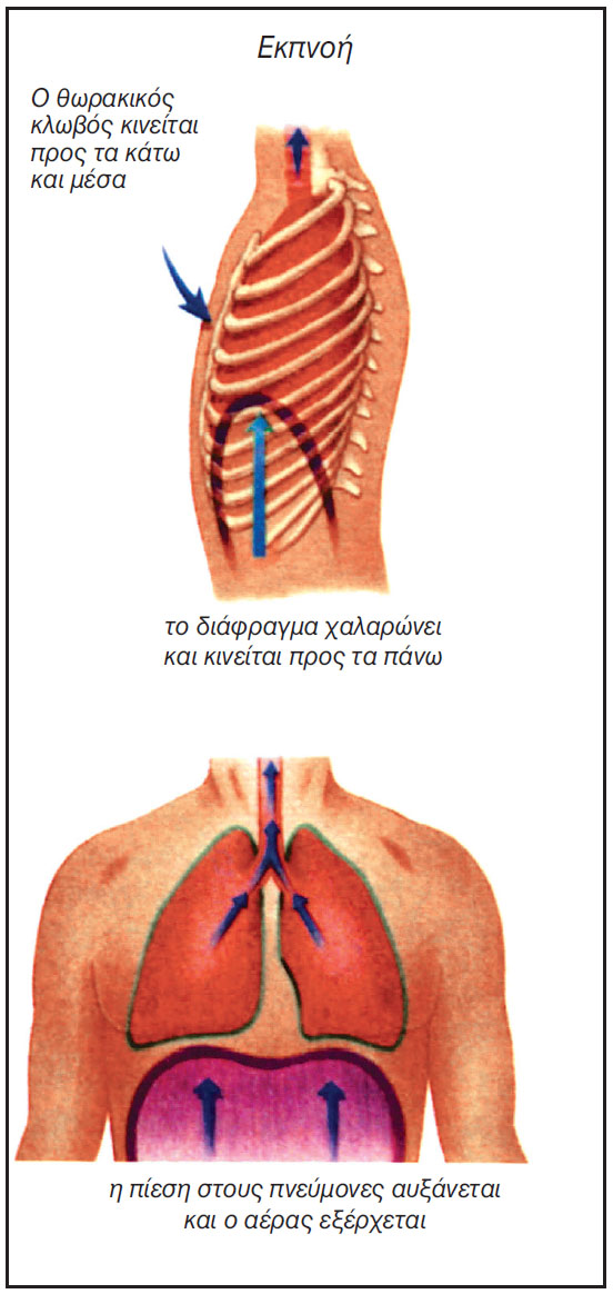 5. ΑΝΑΠΝΟΗ