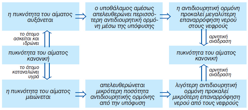 6. ΑΠΕΚΚΡΙΣΗ ΚΑΙ ΩΣΜΩΡΥΘΜΙΣΣΗ