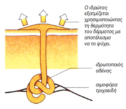 6. ΑΠΕΚΚΡΙΣΗ ΚΑΙ ΩΣΜΩΡΥΘΜΙΣΣΗ