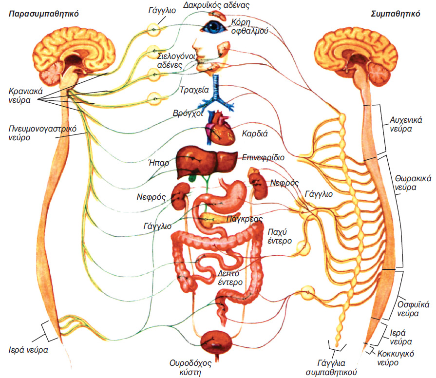 9. ΝΕΥΡΙΚΟ ΣΥΣΤΗΜΑ